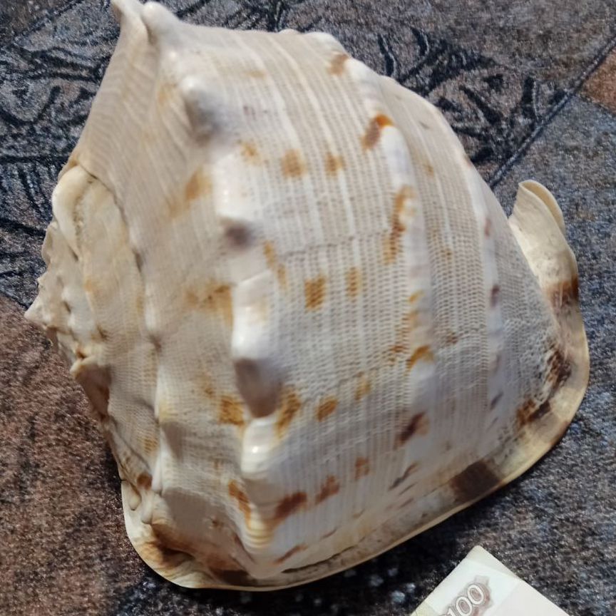 Ракушка морская большая