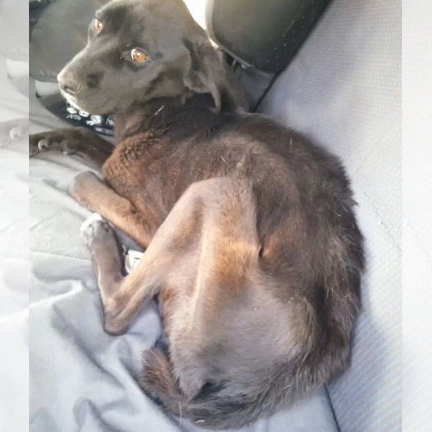 Щенок в добрые руки