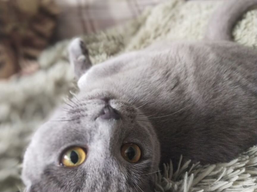 Русская голубая красавица