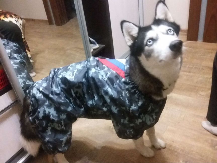 Дождевик для собак