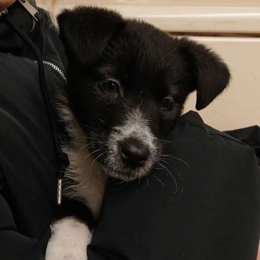 Щенок в добрые руки бесплатно