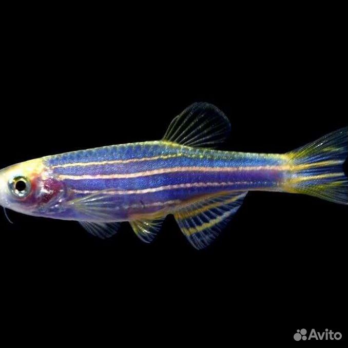 Данио рерио (GloFish) Синий светящийся (арт 2546)