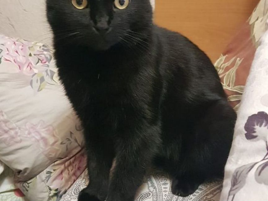 Алиса из приюта