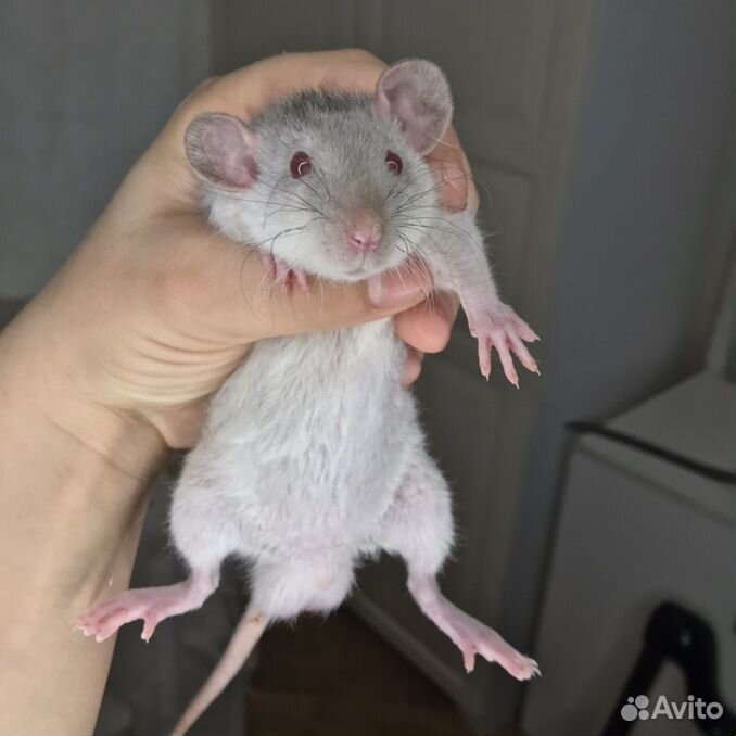 Крысенок серебро вельветин ред девил мальчик