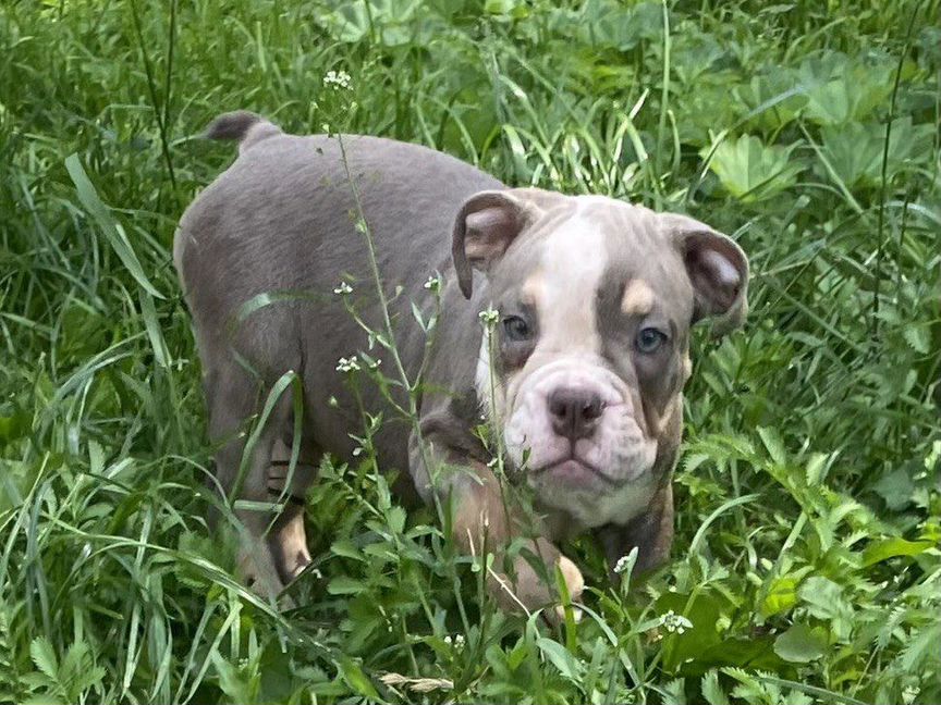 Английский бульдог мальчик щенок