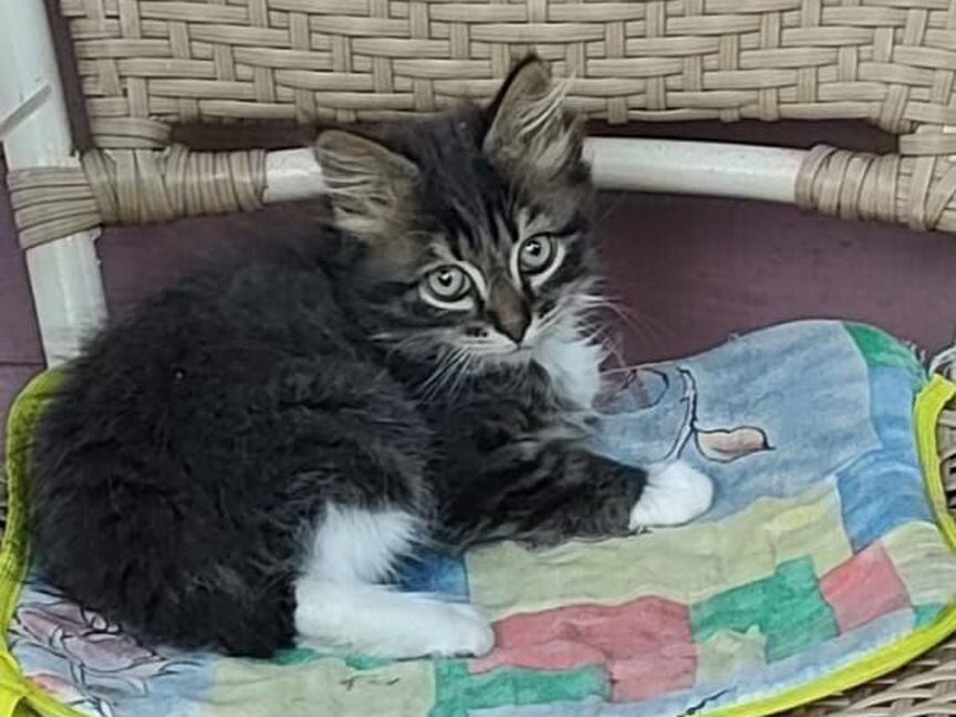 Котята