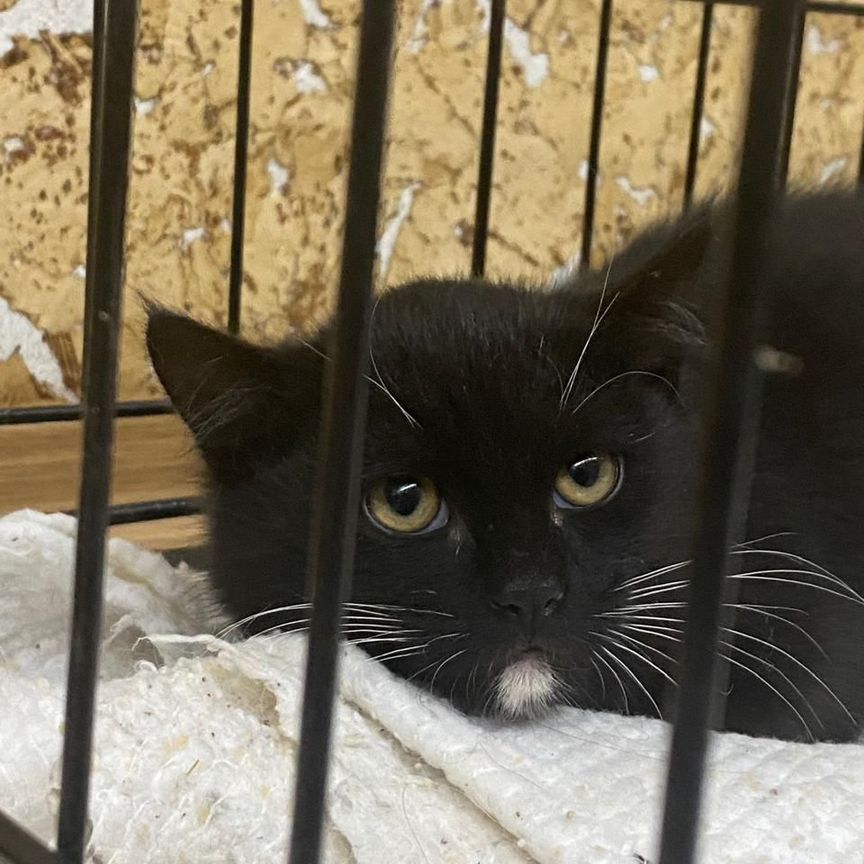 Черно-белый красавчик ждёт маму