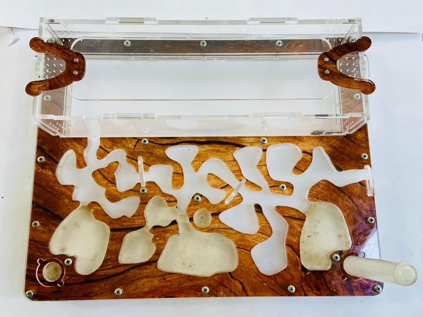 Муравьиная ферма