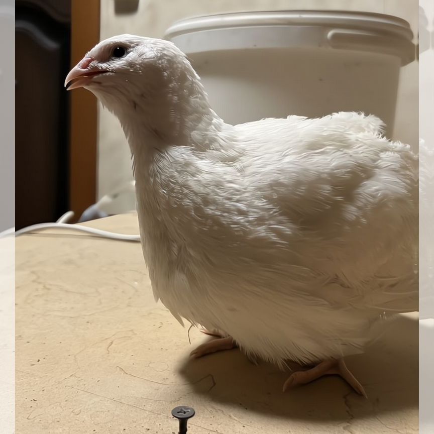 Перепелка-несушка