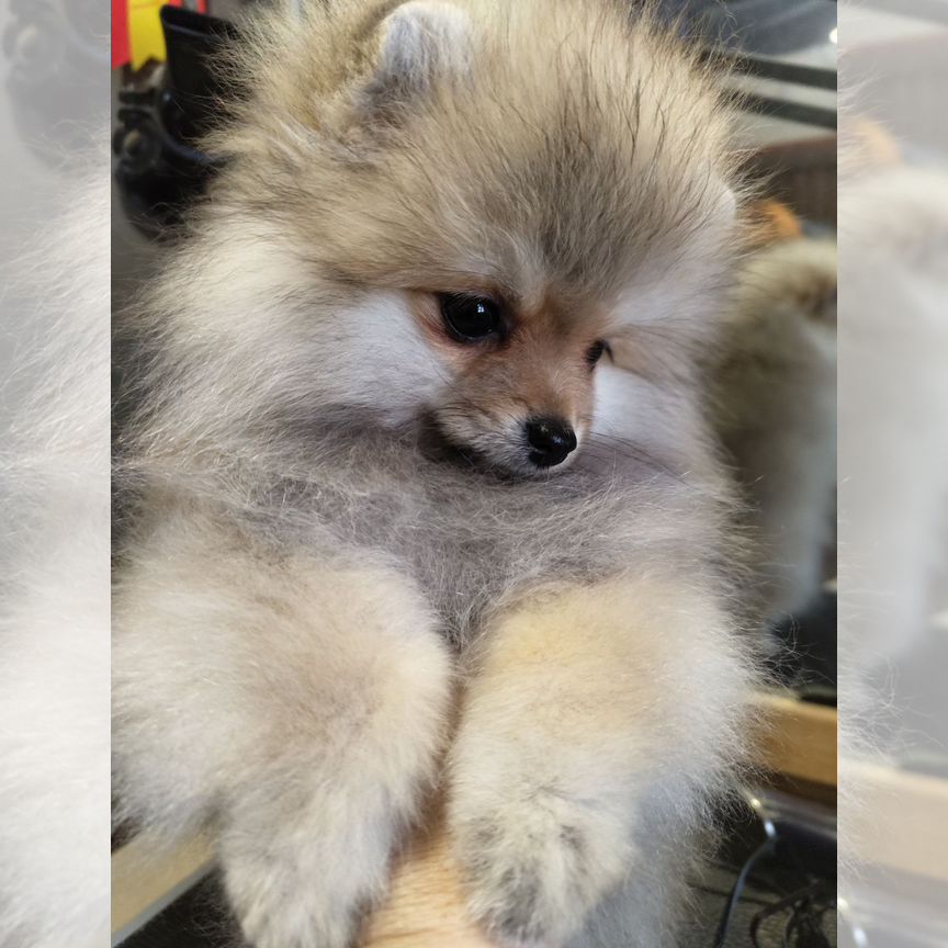 Померанский шпиц, щенок