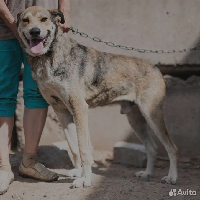 Крупный резвый молодой кобель в отлове ждет