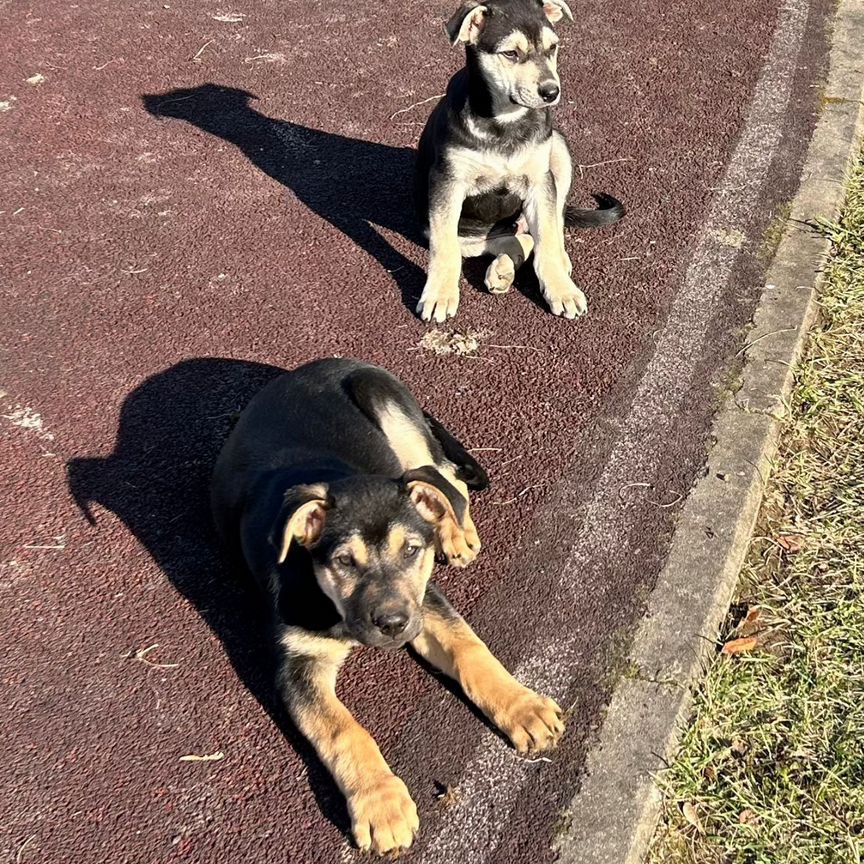 Собаки в добрые руки