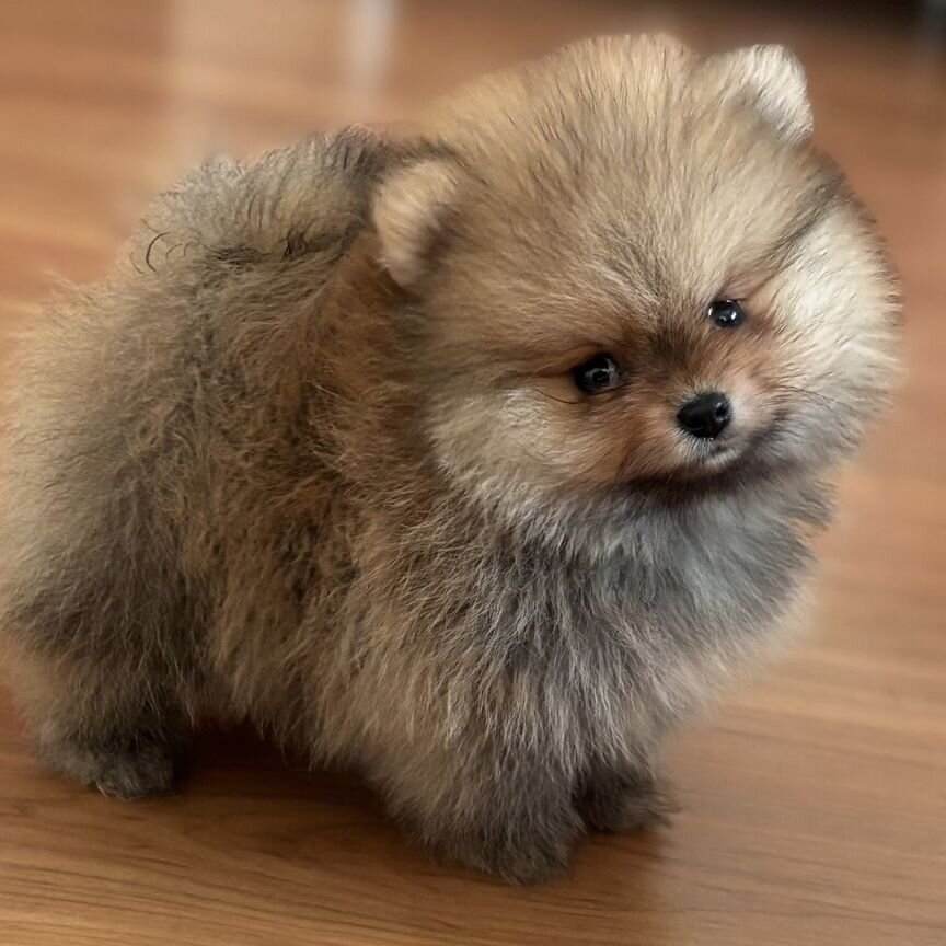 Померанский шпиц, щенок