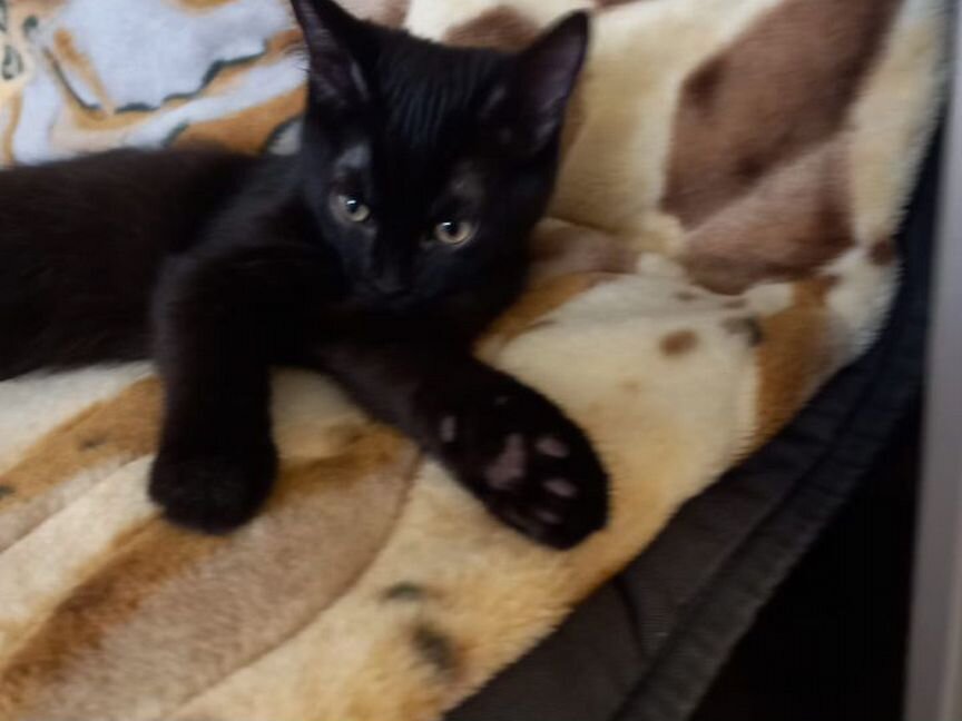 Котик в добрые руки