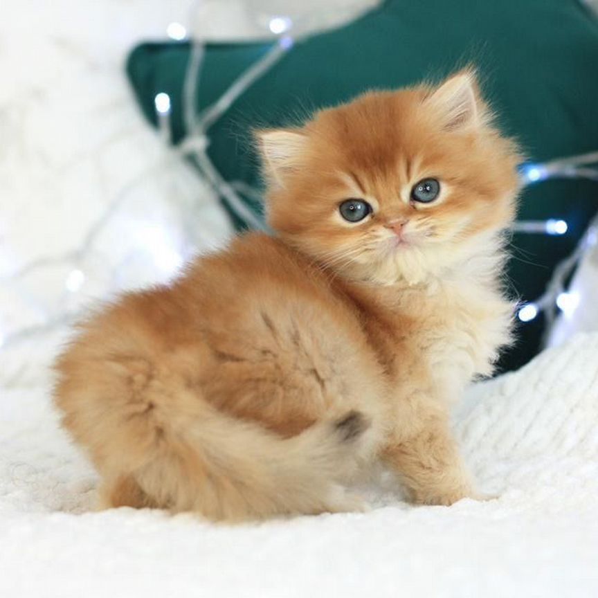 Британский котенок Топинг