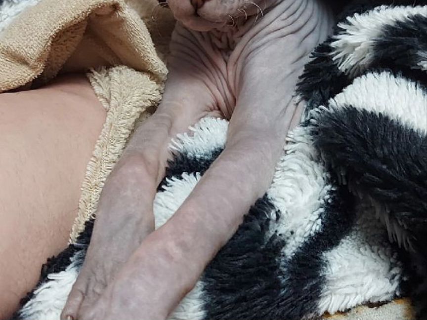 Кошка сфинкс бесплатно