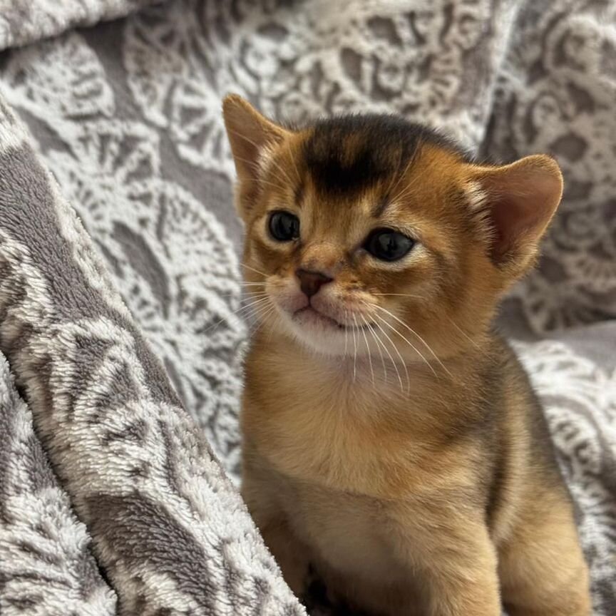 Аббисинские котята