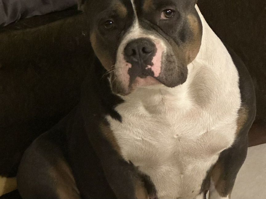 Американский булли покет