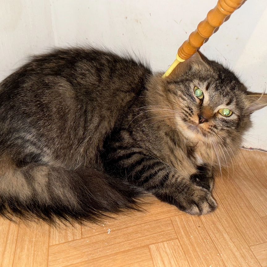 Кот на приручение