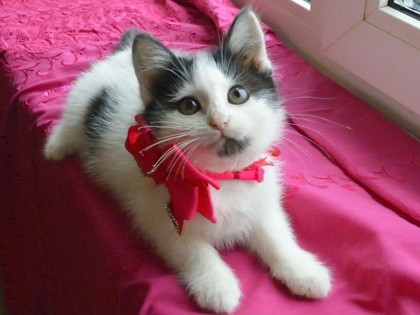 Котенок в добрые руки