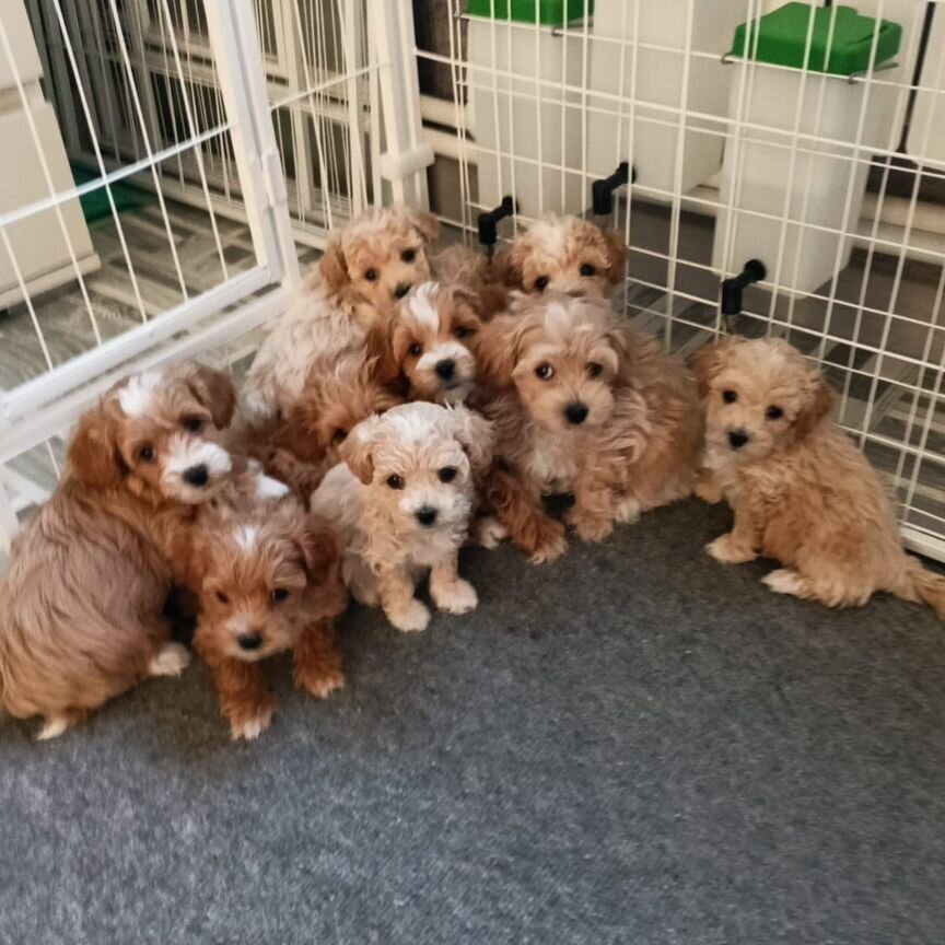 Мальтипу, щенок