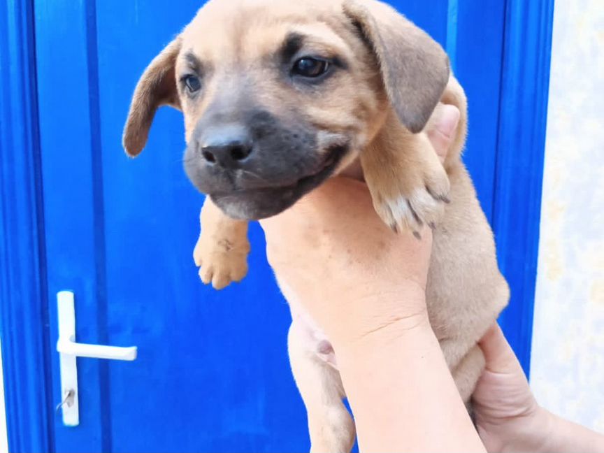 Метисы французского бульдога