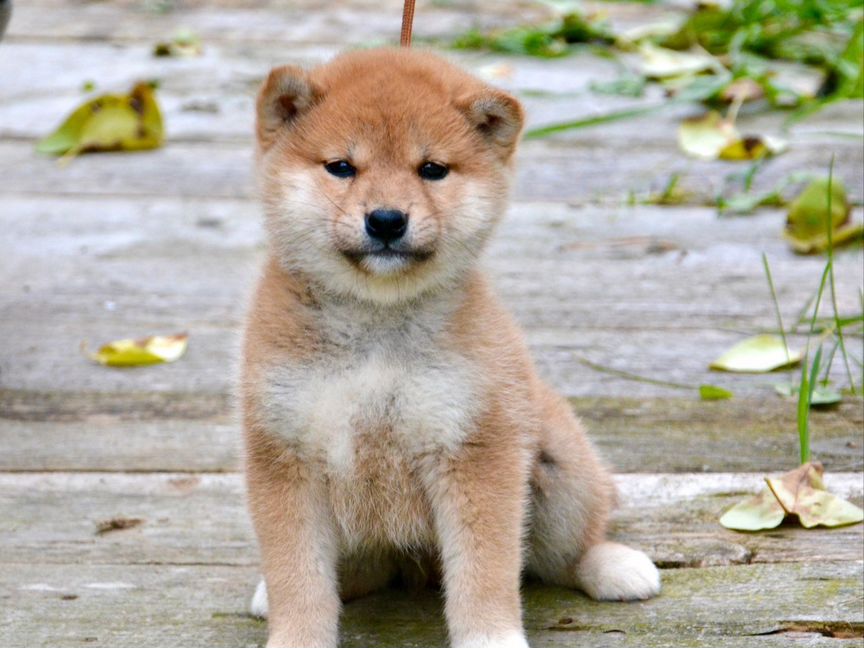 Сиба ину мини