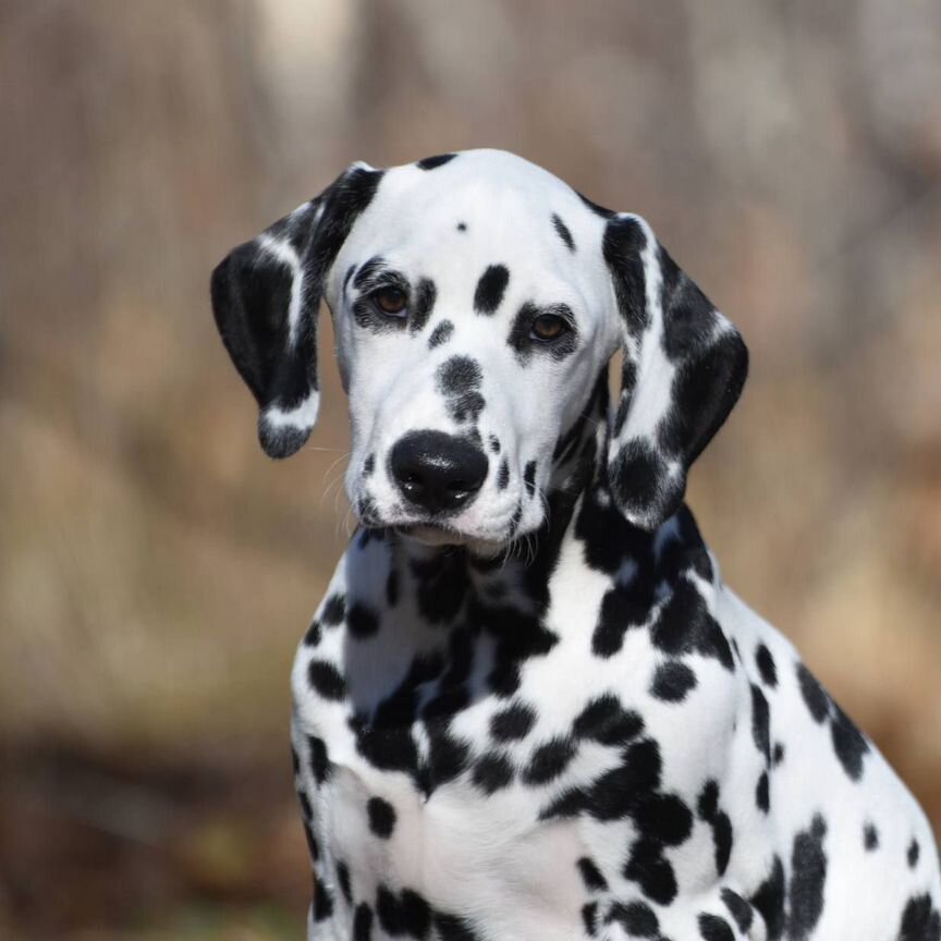 Щенок далматина