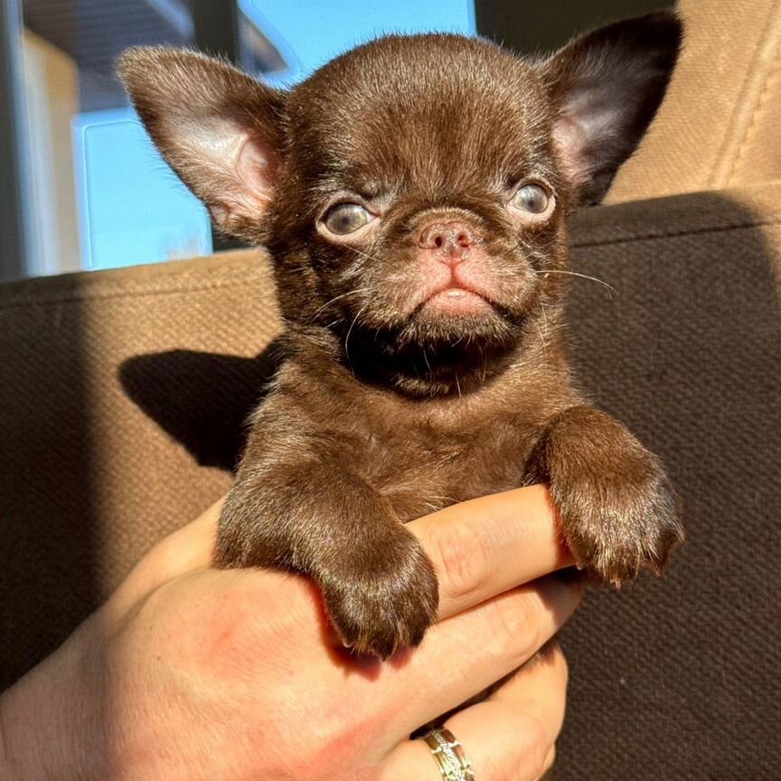 Чихуахуа, щенок