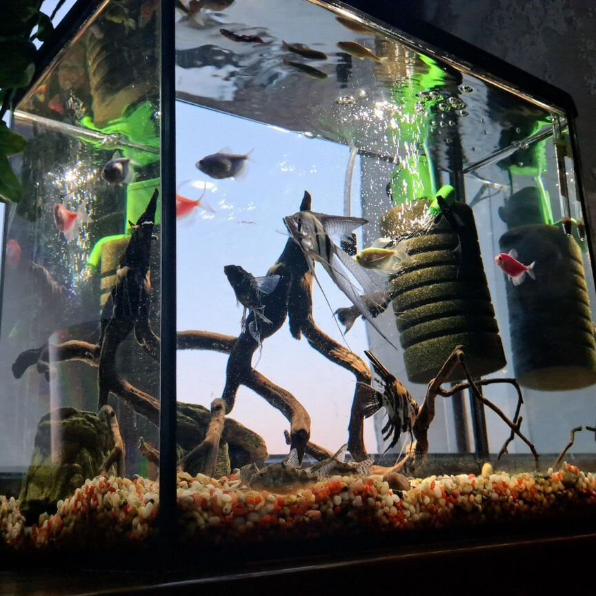 Аквариум с рыбками