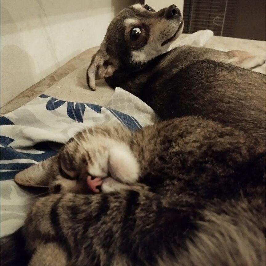 Той терьер бесплатно