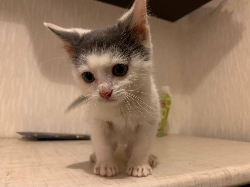 Котята в добрые руки бесплатно