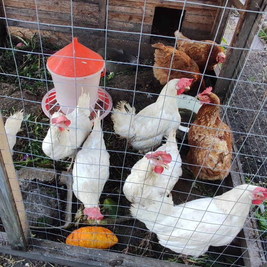 Куры несушки продам
