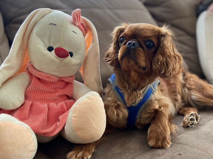 Кинг чарльз спаниель