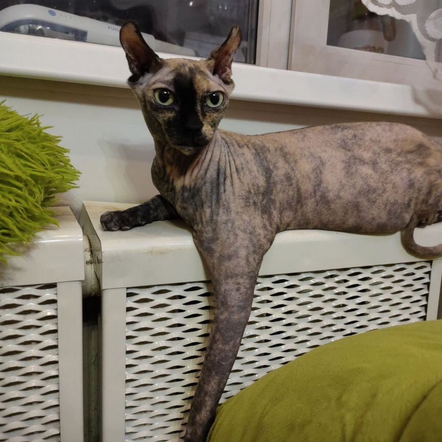 Сфинкс эльф. Кошечка