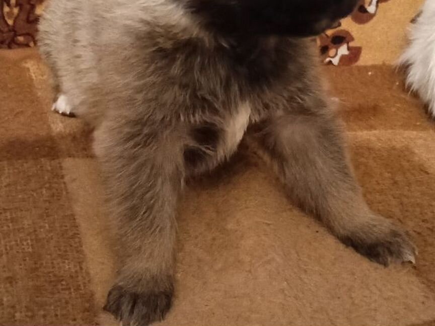 Милые очаровательные щеночки в добрые ручки