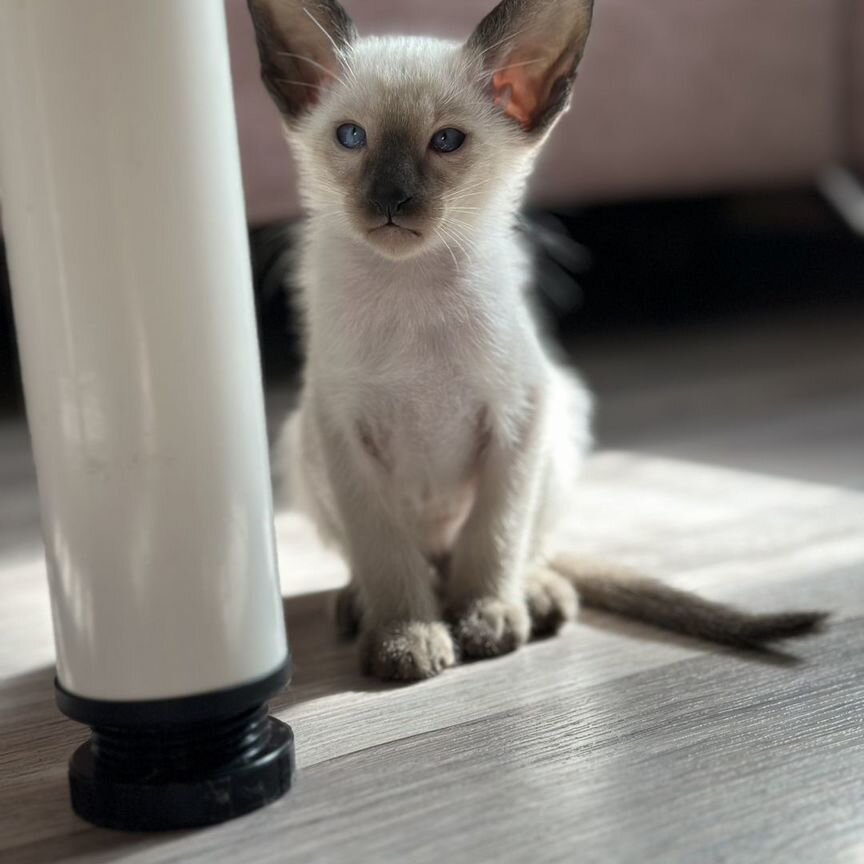 Ориентальные котята