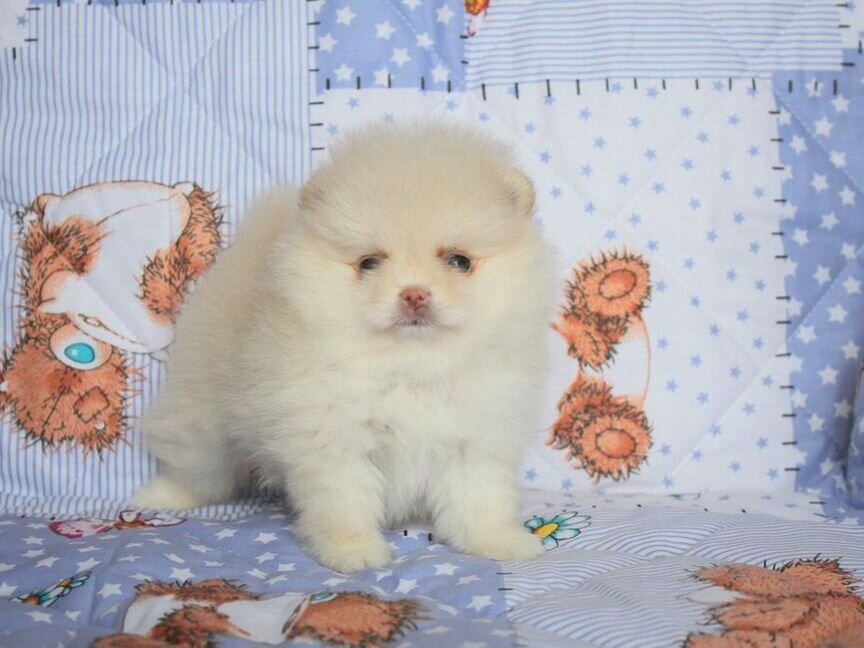 Шпиц мини малыши