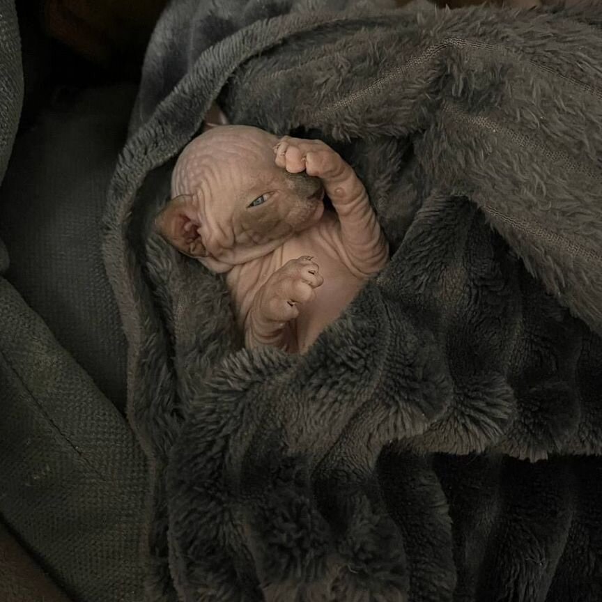 Канадский сфинкс котёнок