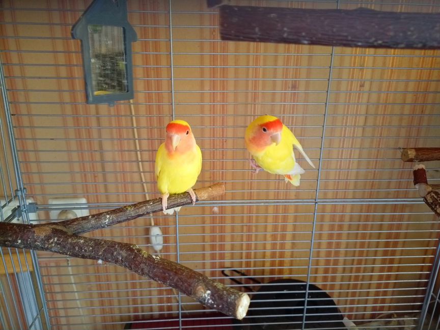 Продаётся пара молодых неразлучников