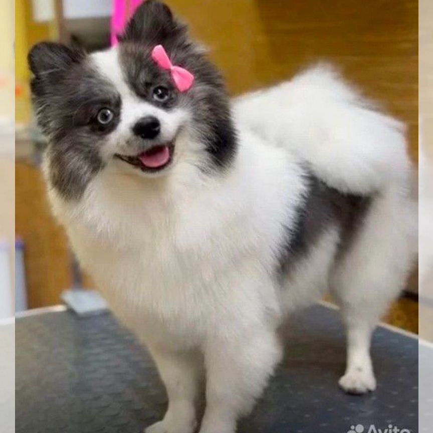 Померанский шпиц, щенок