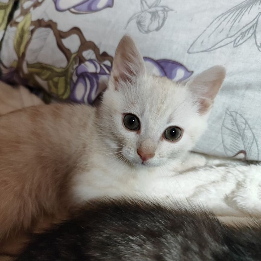 Котята бесплатно