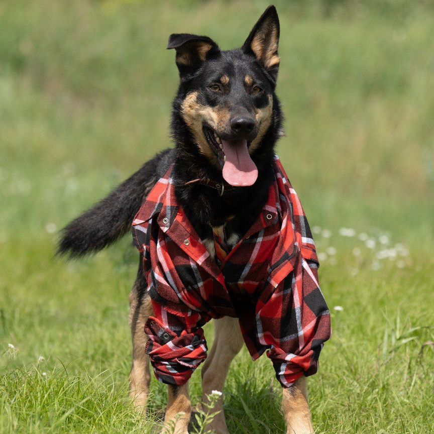 Энергичный Рич в поиске семьи