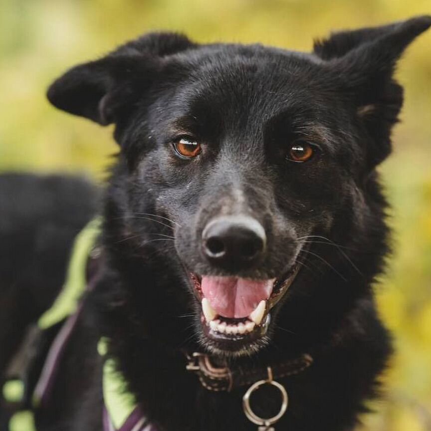 Взрослая собака в добрые руки
