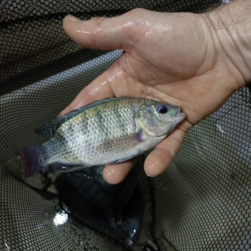 Тиляпия малек (малек нильской тиляпии, тилапия)