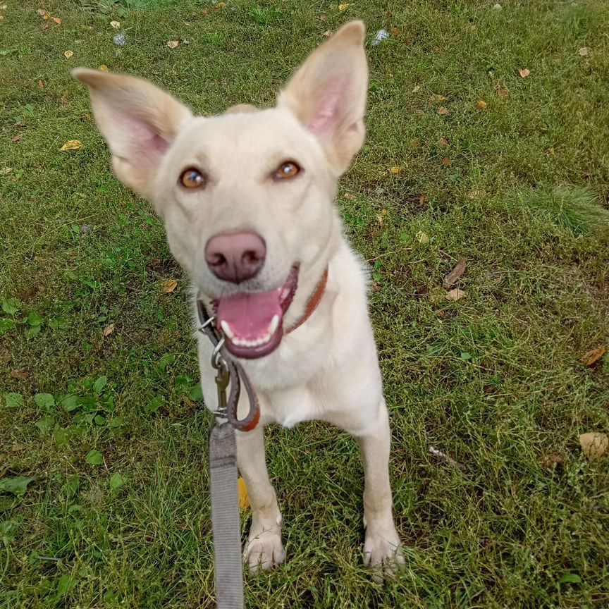 Продам собаку