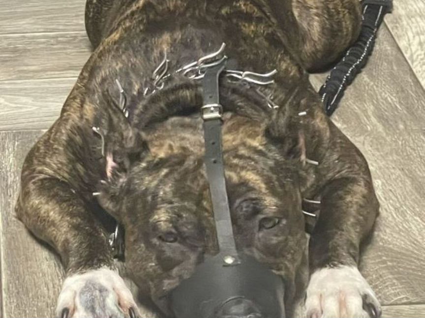 Продам щенка Стаффорда