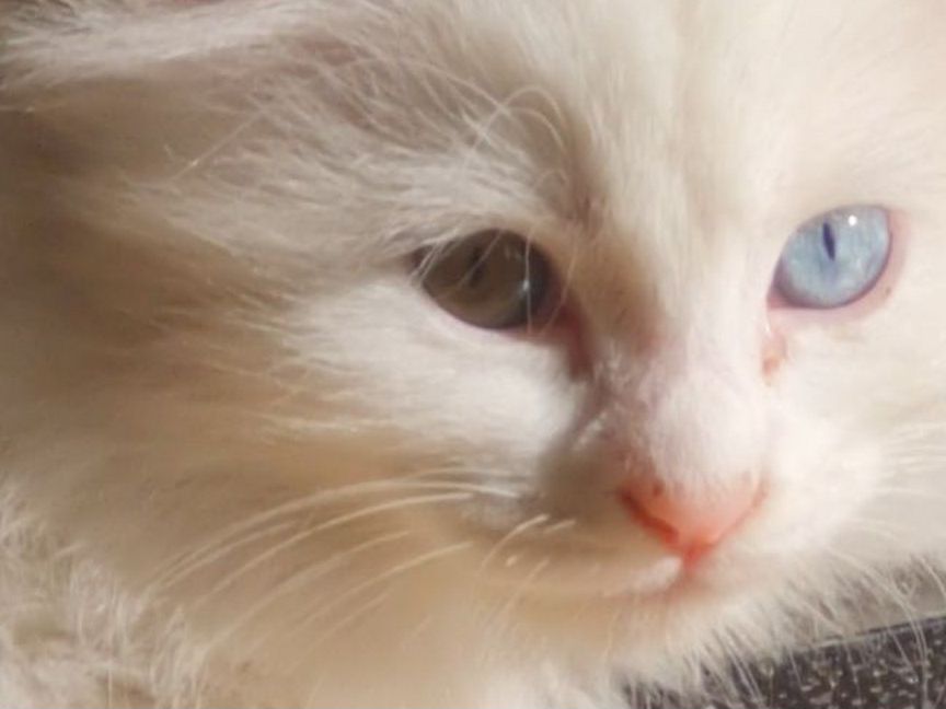 Ангорка в дар