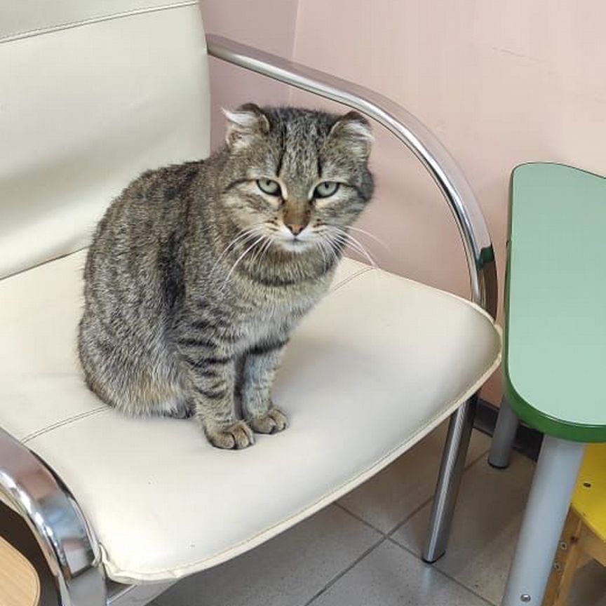 Шикарная кошечка