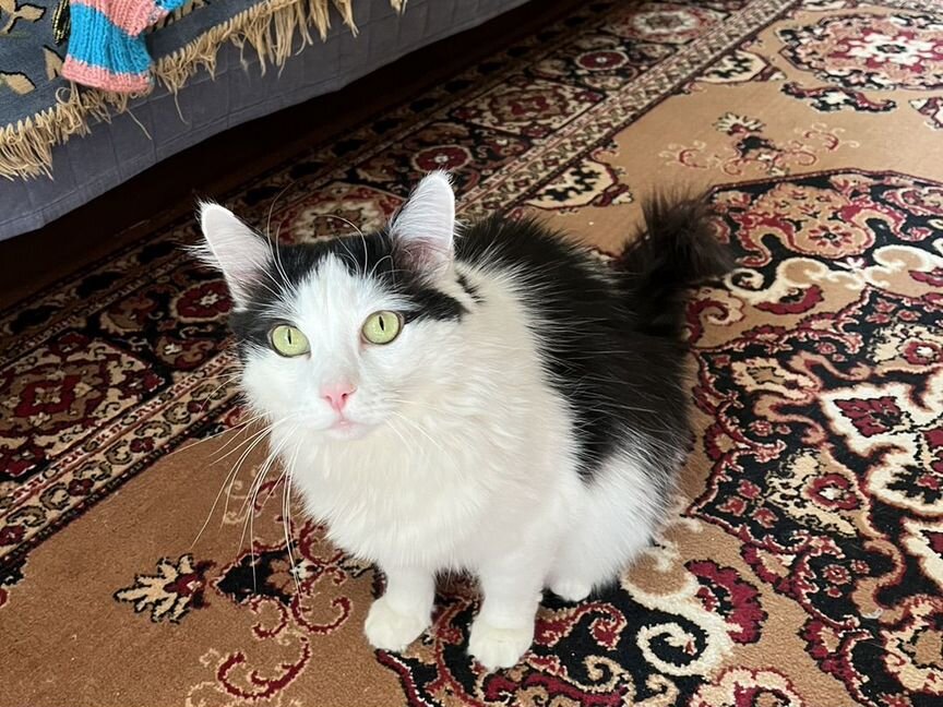 Котик в добрые руки